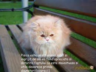 Animale de companie | PPTX