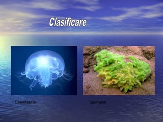 Animale didermice | PPT