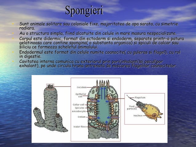 Animale didermice | PPT