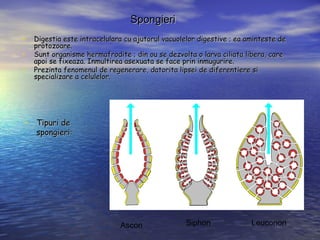 Animale didermice | PPT