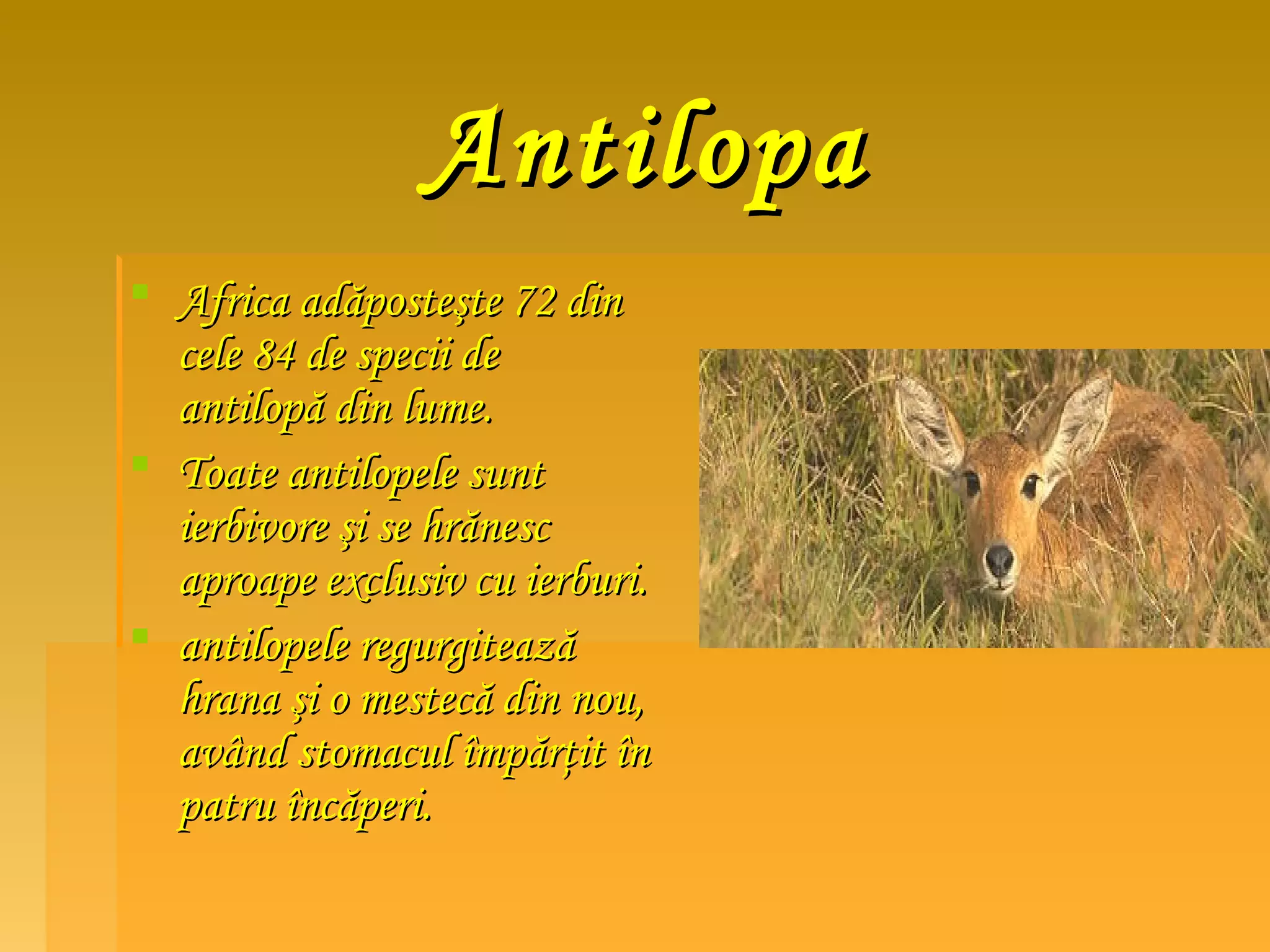 Animale din africa | PPT