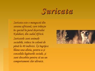 Animale din africa | PPT