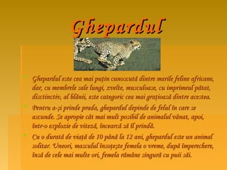 Animale din africa | PPT