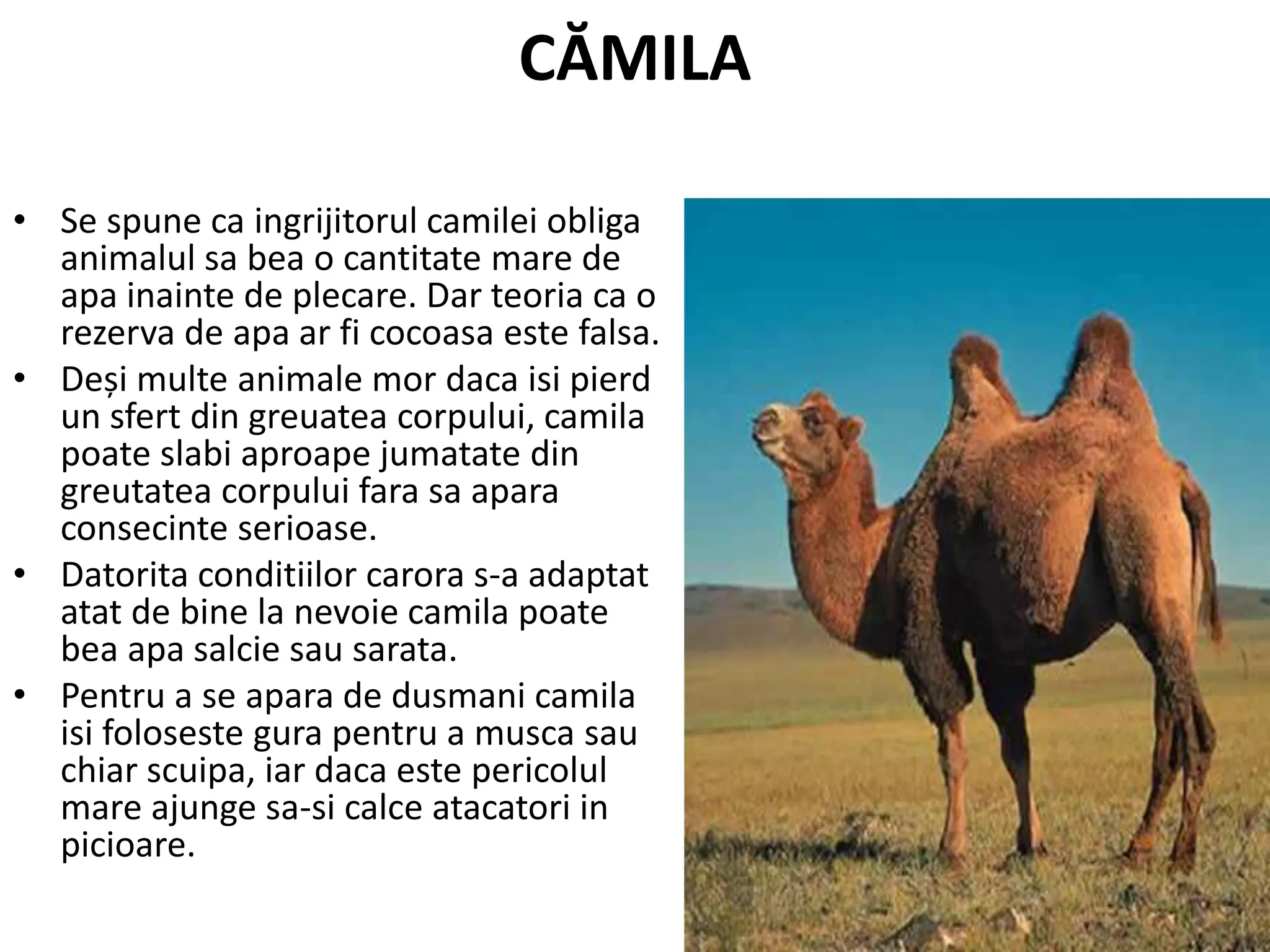 ANIMALE DIN AFRICA.pptx