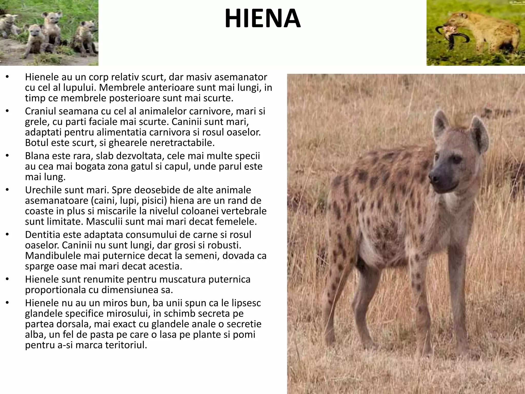 ANIMALE DIN AFRICA.pptx