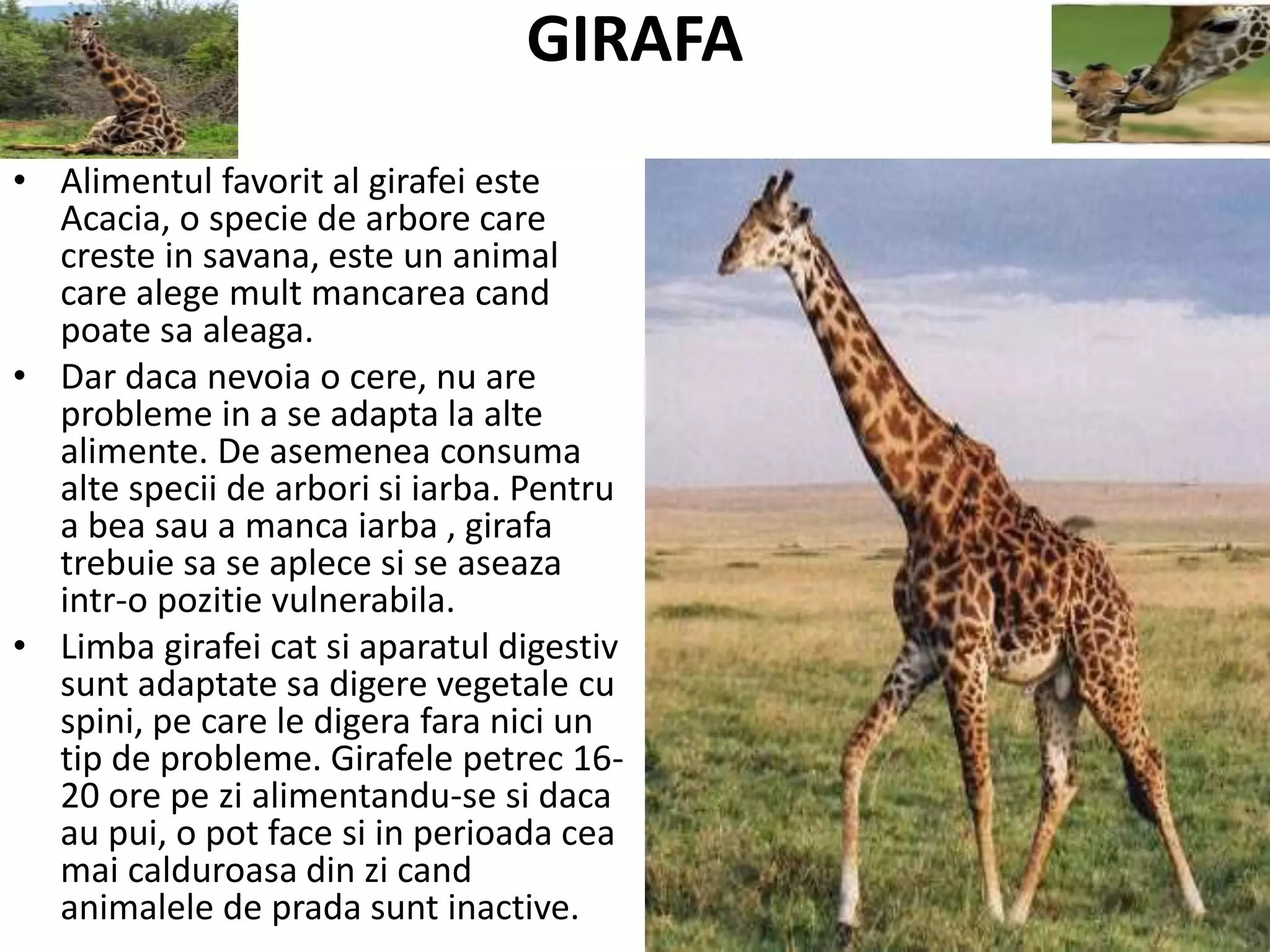 ANIMALE DIN AFRICA.pptx