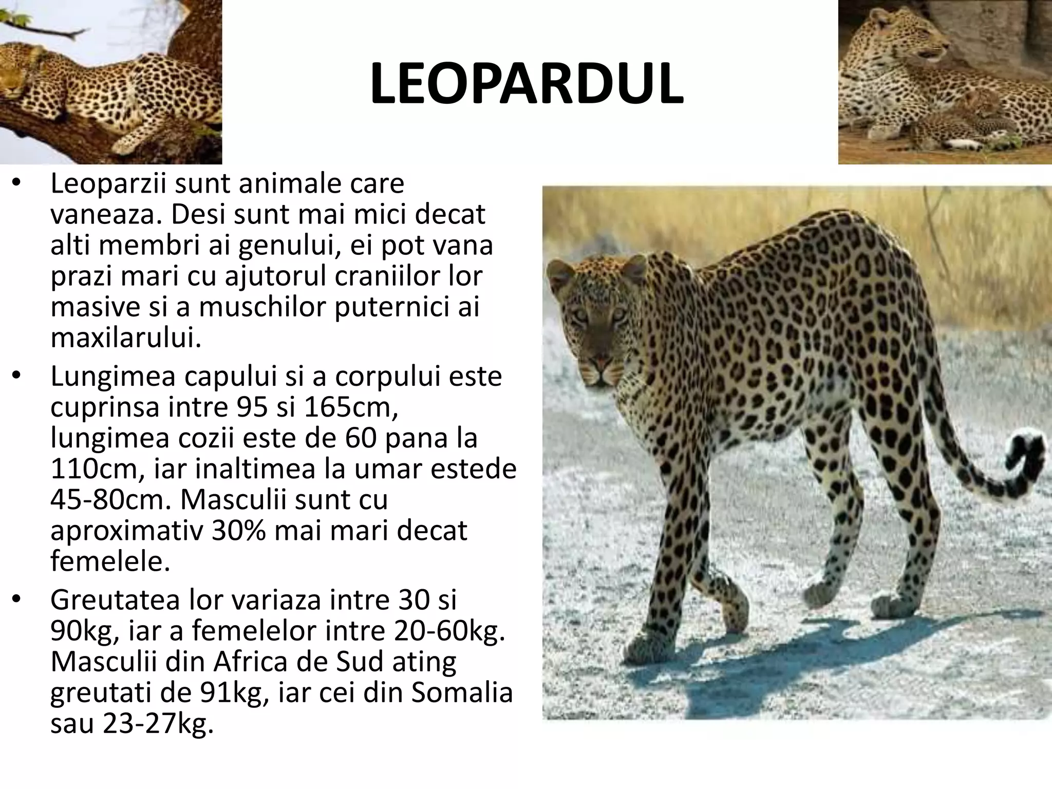 ANIMALE DIN AFRICA.pptx