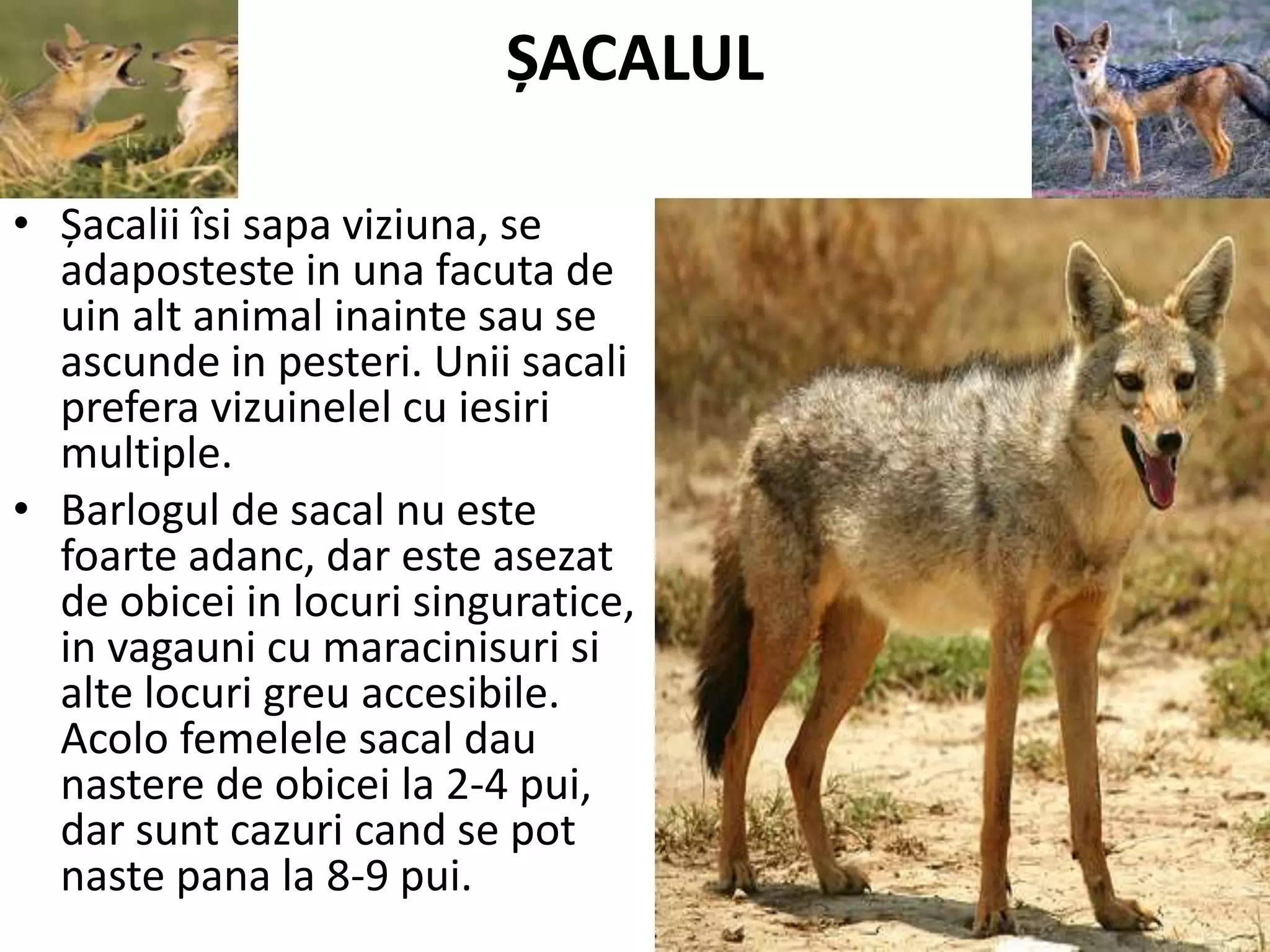 ANIMALE DIN AFRICA.pptx