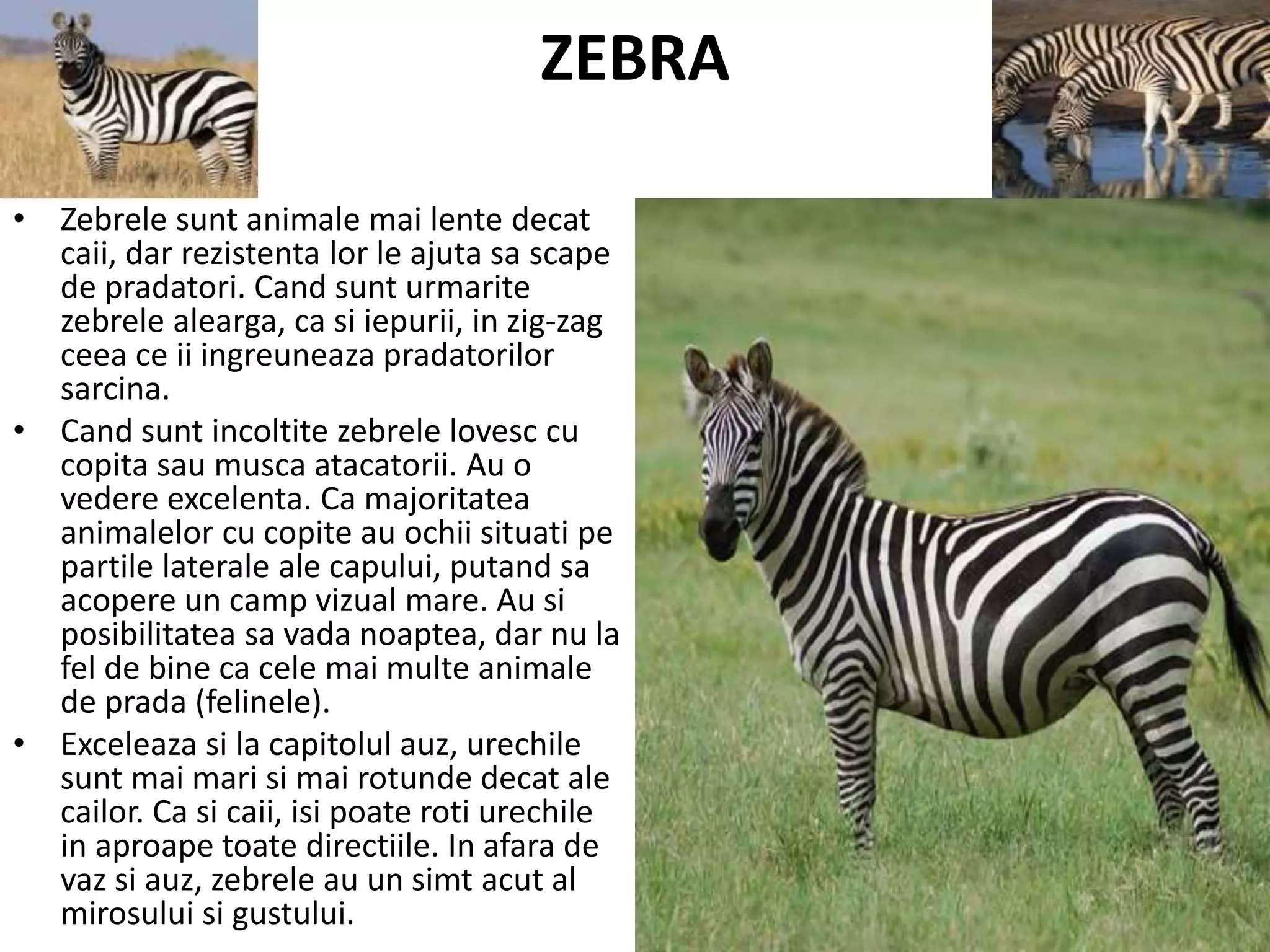 ANIMALE DIN AFRICA.pptx