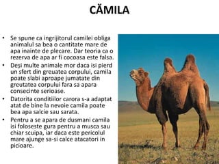 ANIMALE DIN AFRICA.pptx