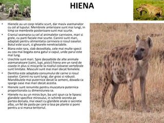 ANIMALE DIN AFRICA.pptx