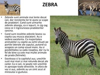 ANIMALE DIN AFRICA.pptx