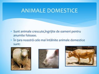 Animale domestice | PPTX