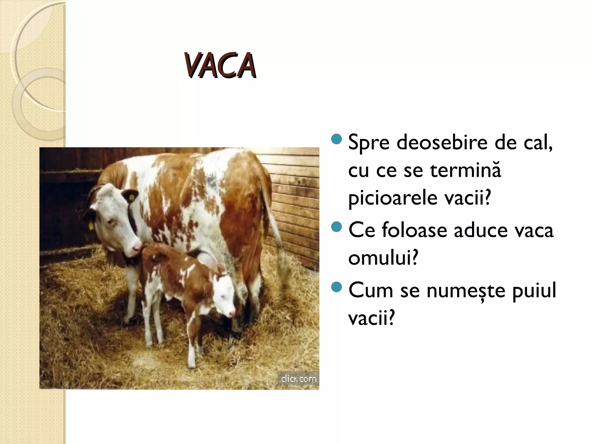Animale domestice | PPT