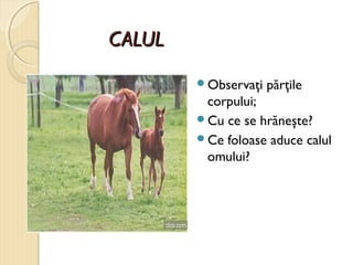 Animale domestice | PPT