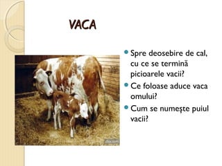Animale domestice | PPT
