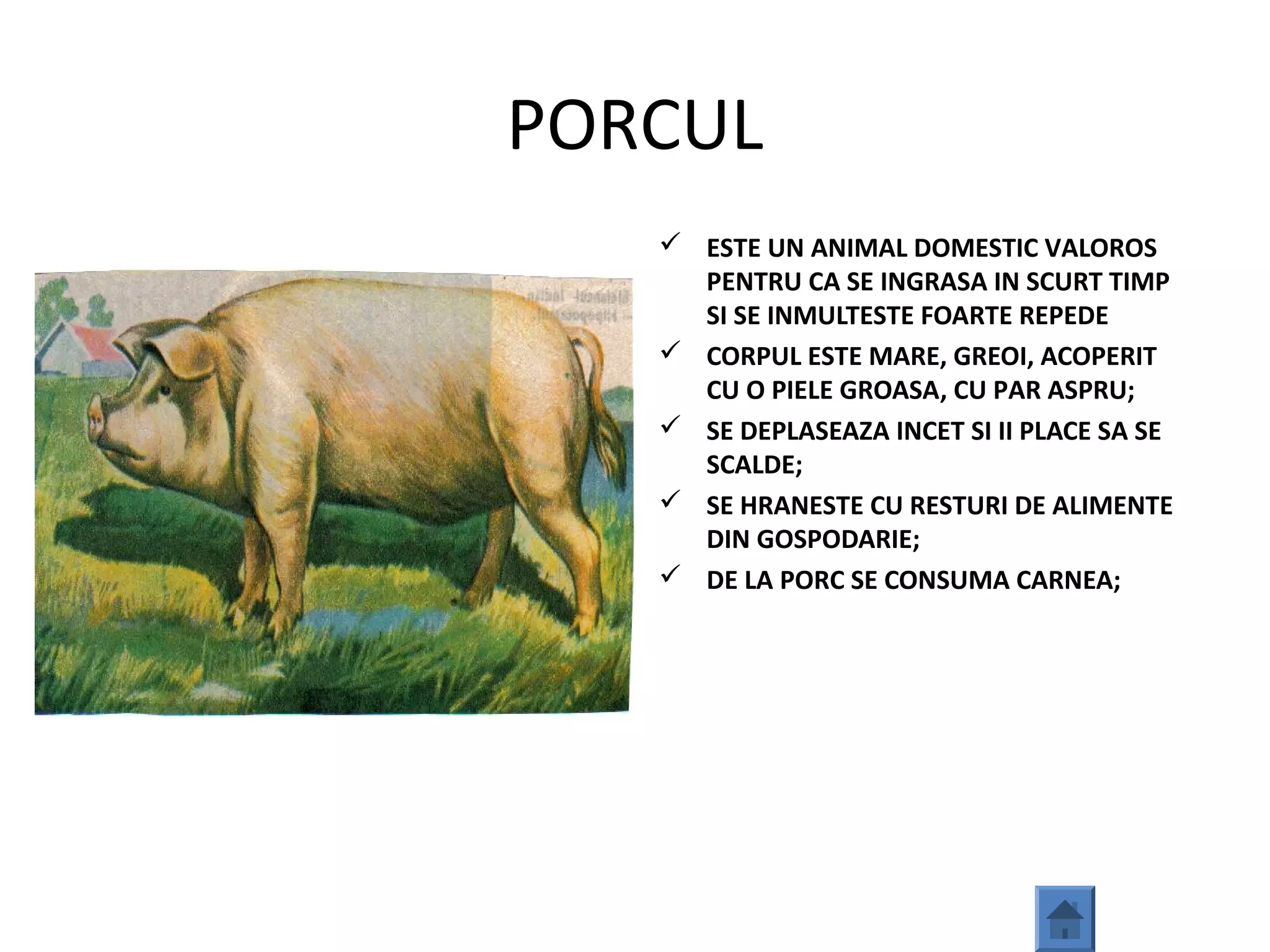 Animale domestice | PPT