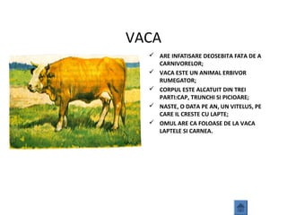 Animale domestice | PPT