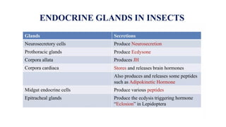 ANIMAL ENDOCRINE SYSTEM AND ITS FUNCTIONS.pptx