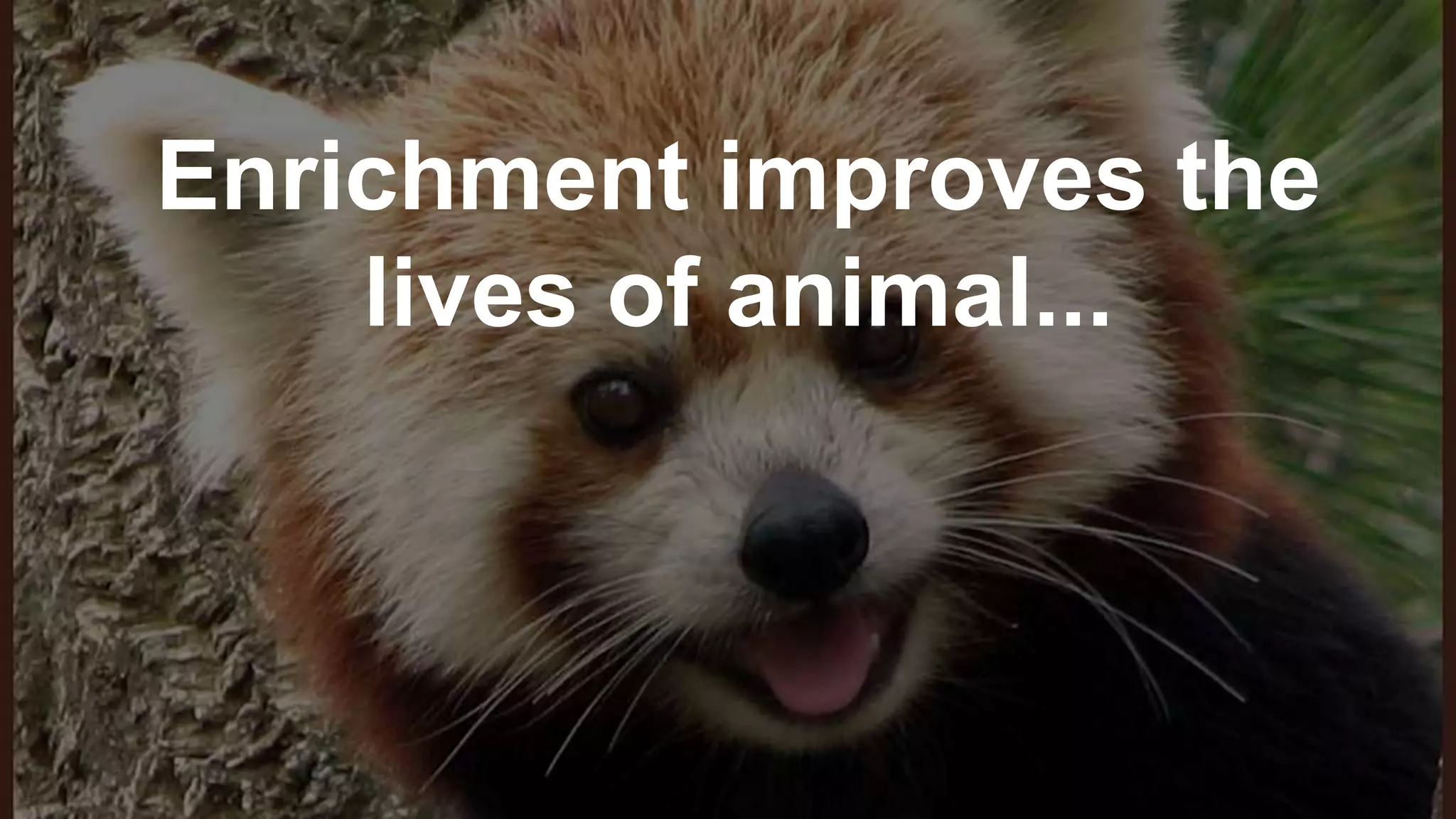 Animal Enrichment- What it is, what it does, and how you can do it too ...