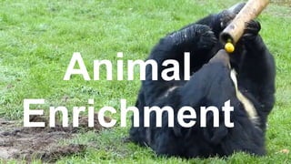 Animal Enrichment- What it is, what it does, and how you can do it too ...