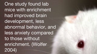 Animal Enrichment- What it is, what it does, and how you can do it too ...