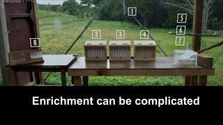 Animal Enrichment- What it is, what it does, and how you can do it too ...