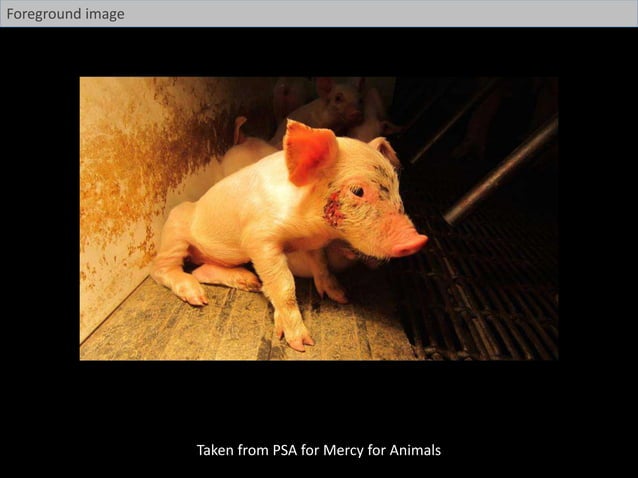 Animal equality | PPT