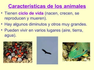 Animales | PPT