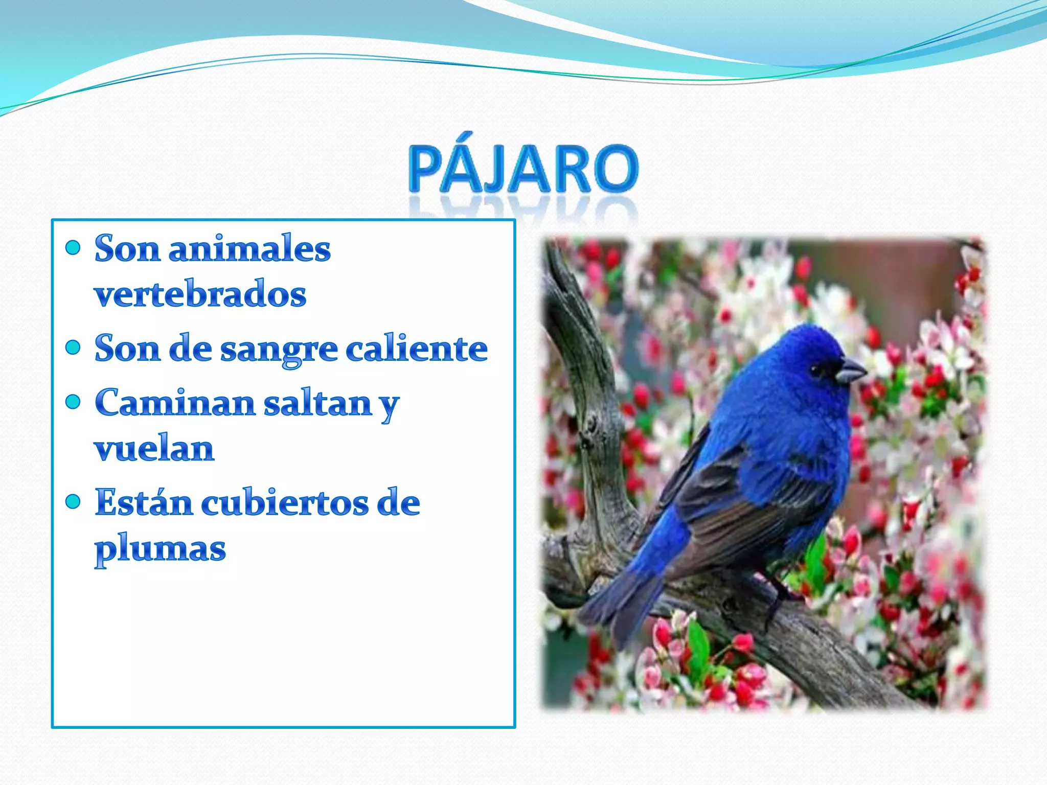 Animales | PPTX