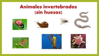 Clasificación de los animales | PPTX