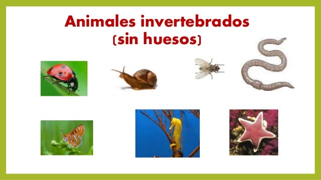 Clasificación de los animales