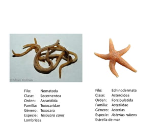 Animales | PPTX