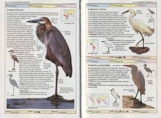 Animales - aves del mundo | PDF