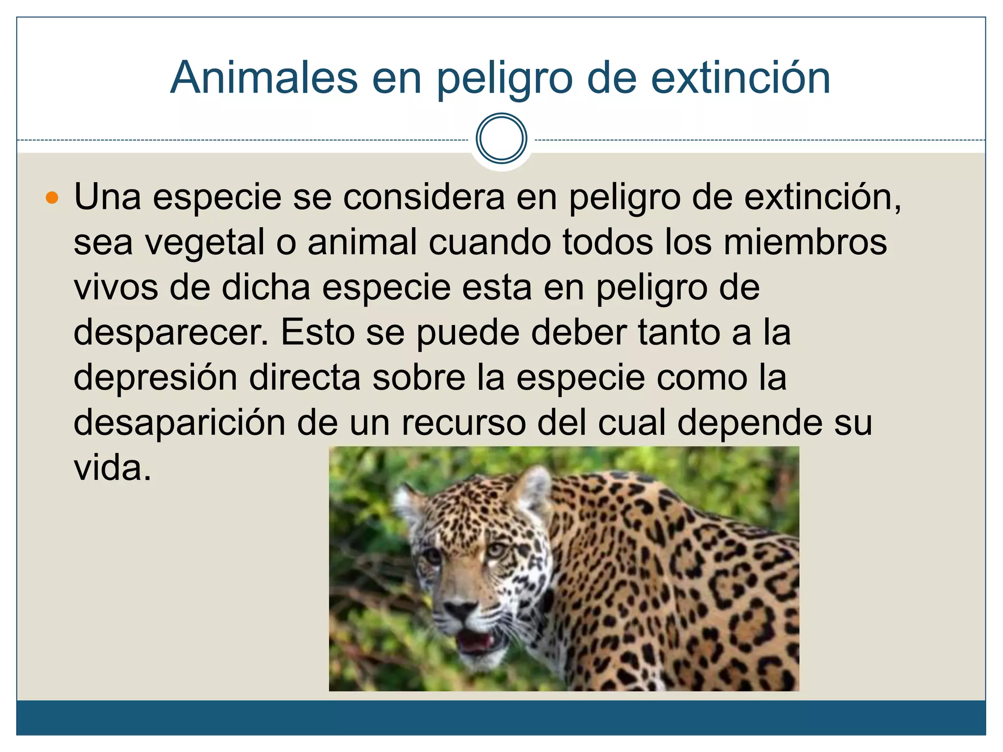 Animales en-peligro-de-extinción-y-el-maltrato | PPT