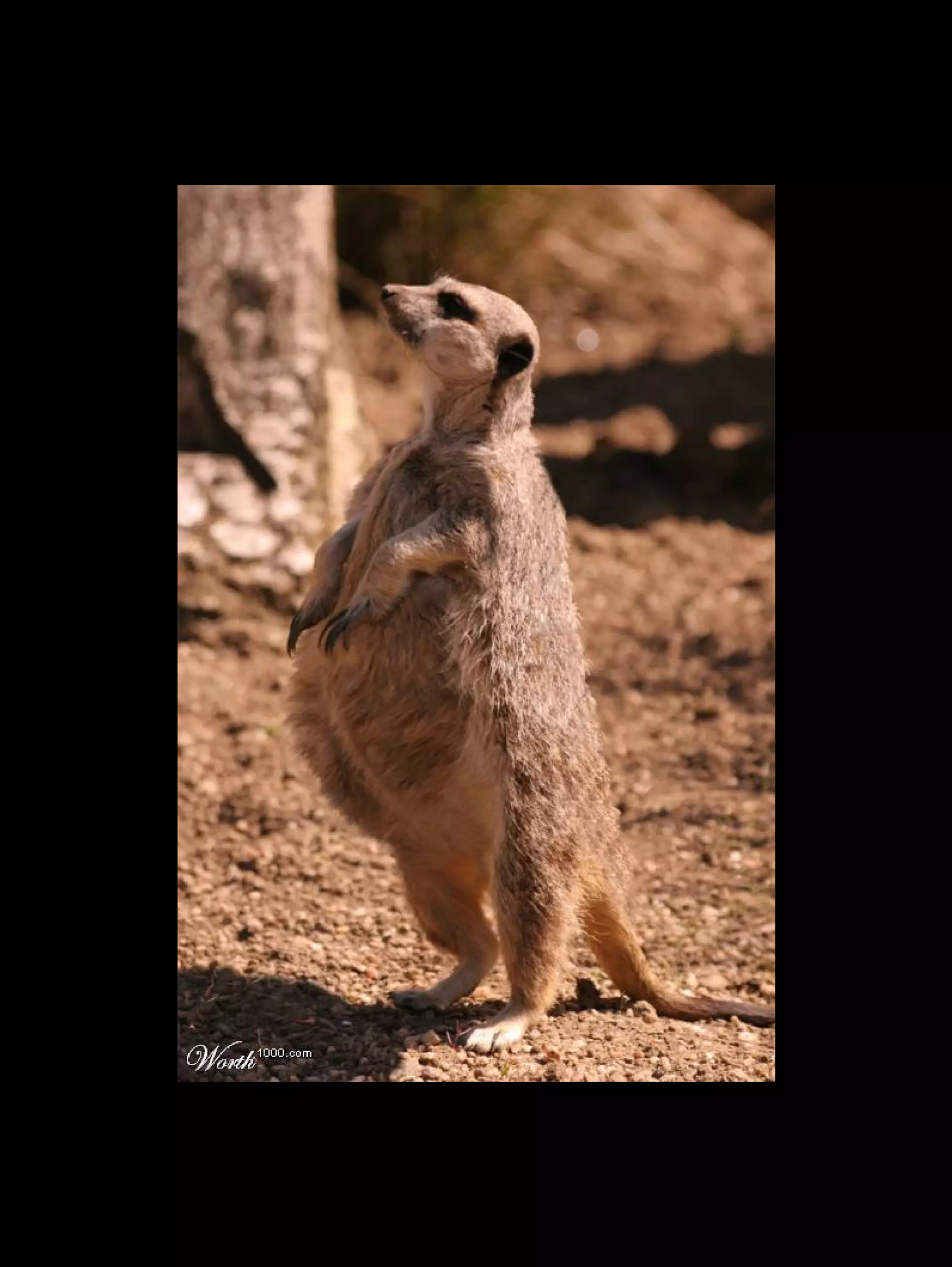 Animales Gorditos | PPT