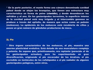 Animales Invertebrados. | PPT
