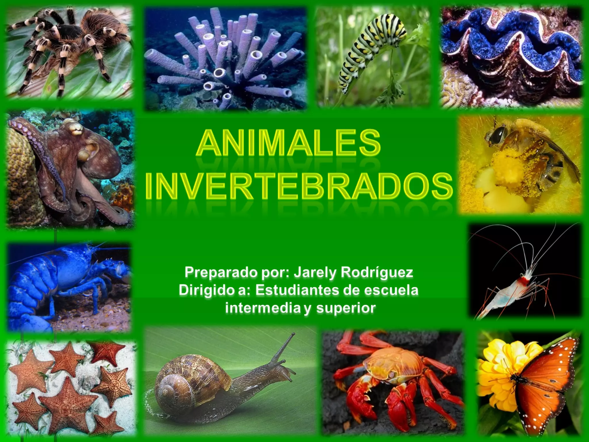 Animales Invertebrados | PPS