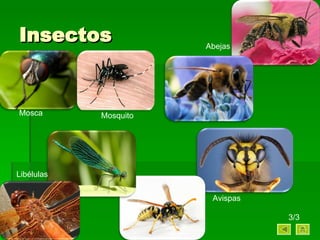 Animales Invertebrados | PPS