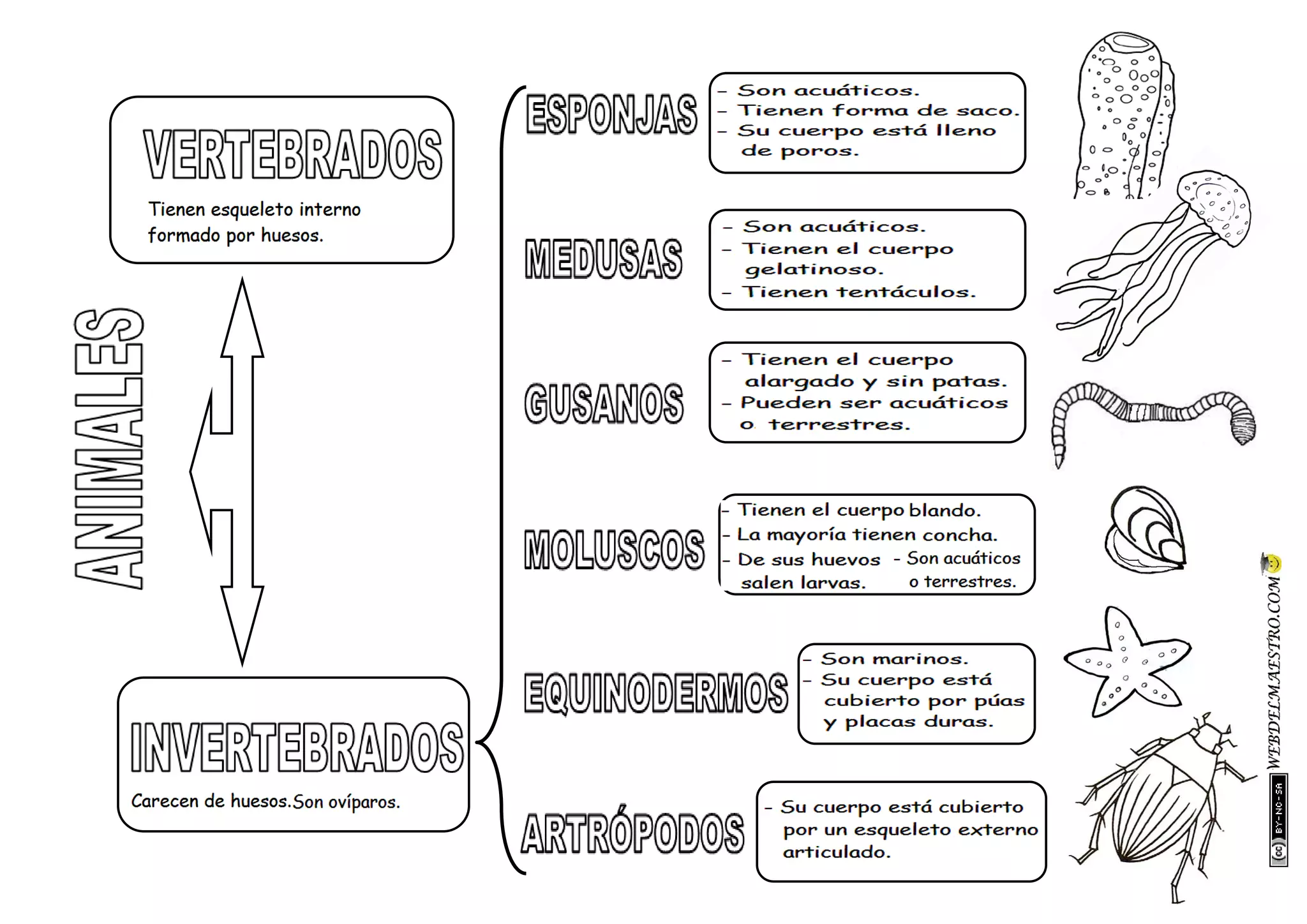 Animales invertebrados-clasificación-1 | PDF