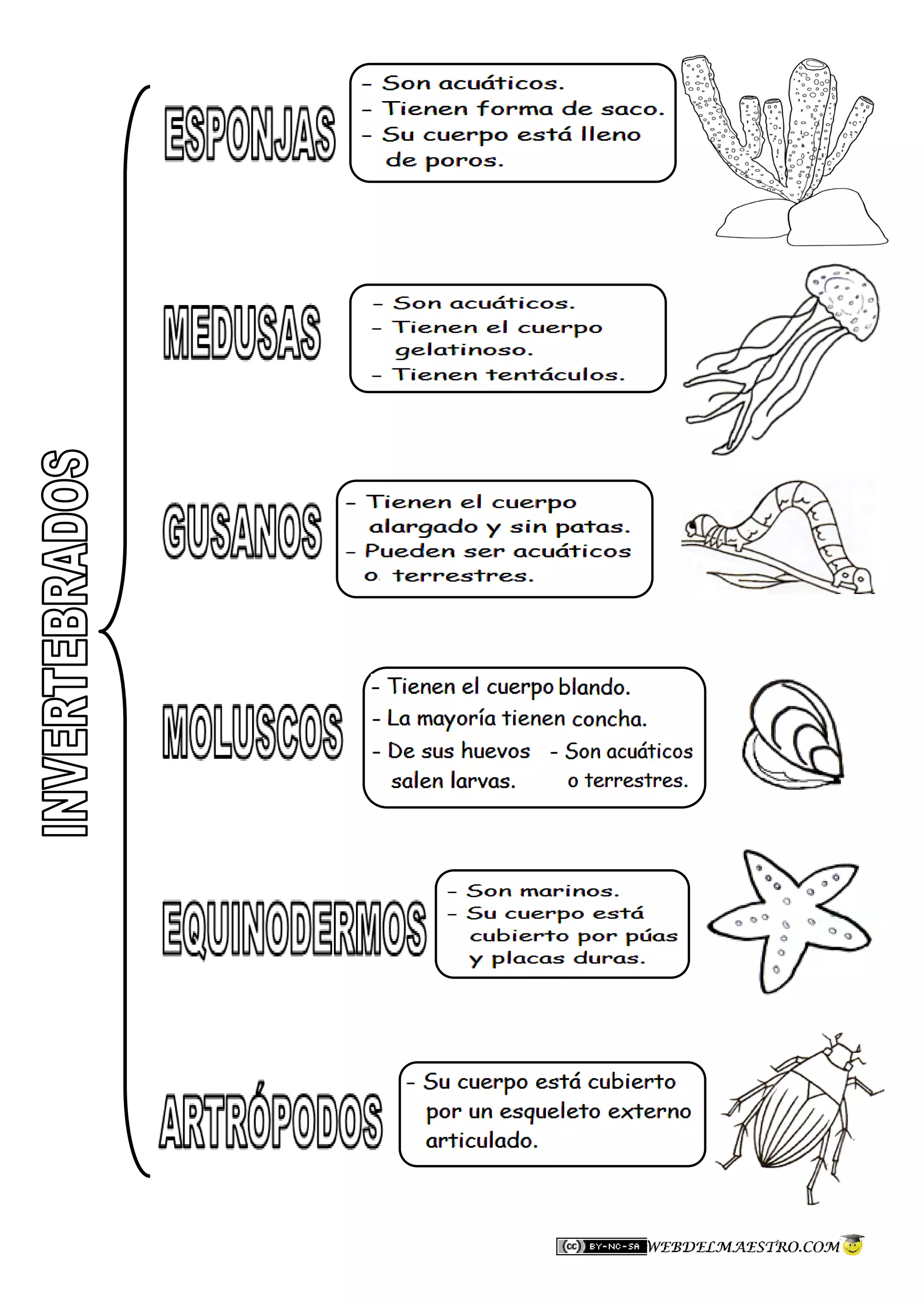 Animales invertebrados-clasificación-2 | PDF