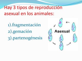 Animales según-su-reproducción | PPTX