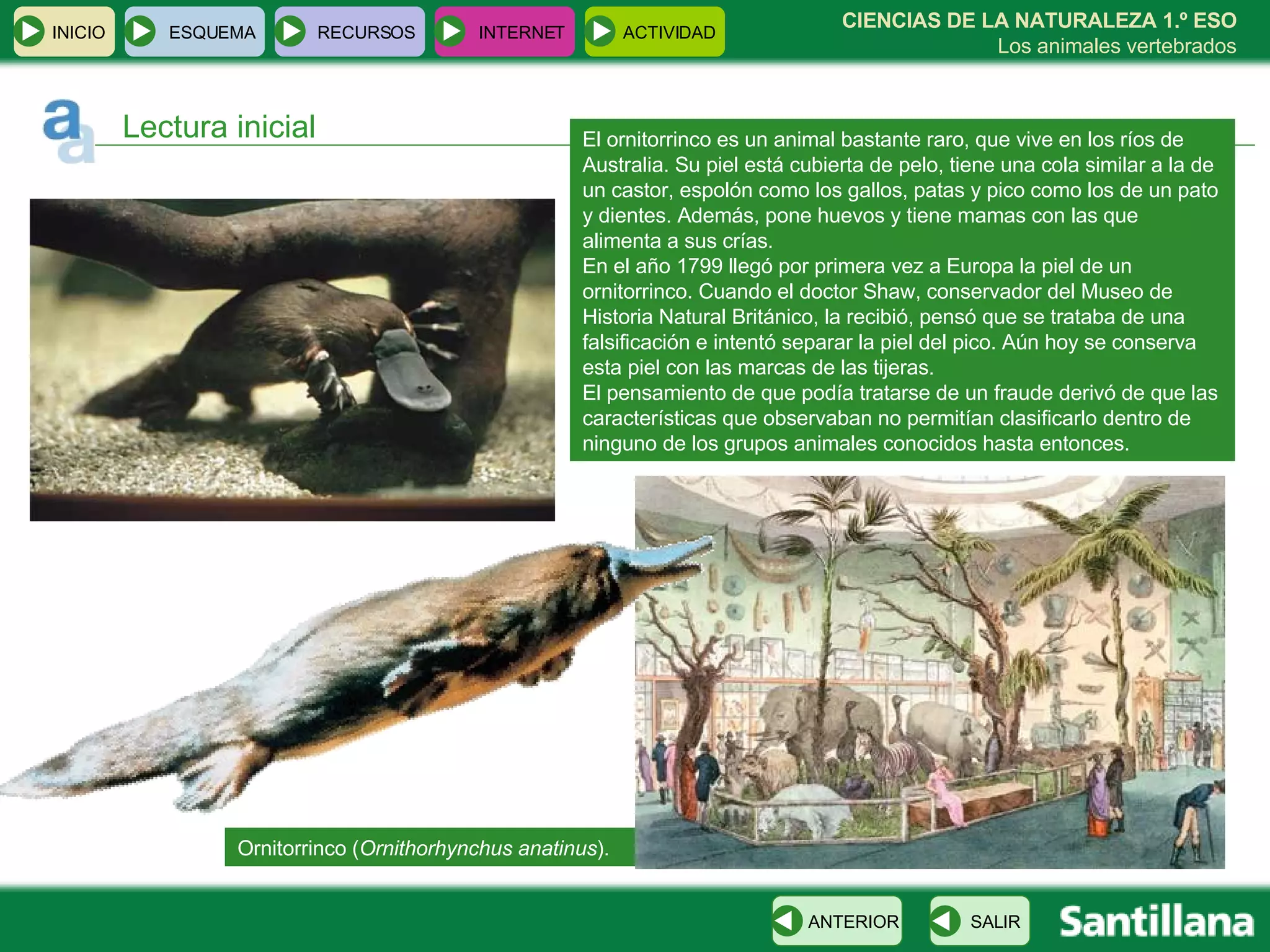 Animales Vertebrados | PPT