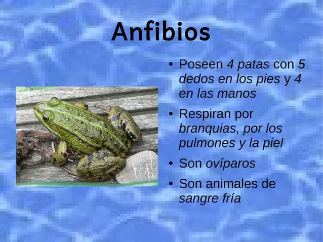 Animales vertebrados | PPT