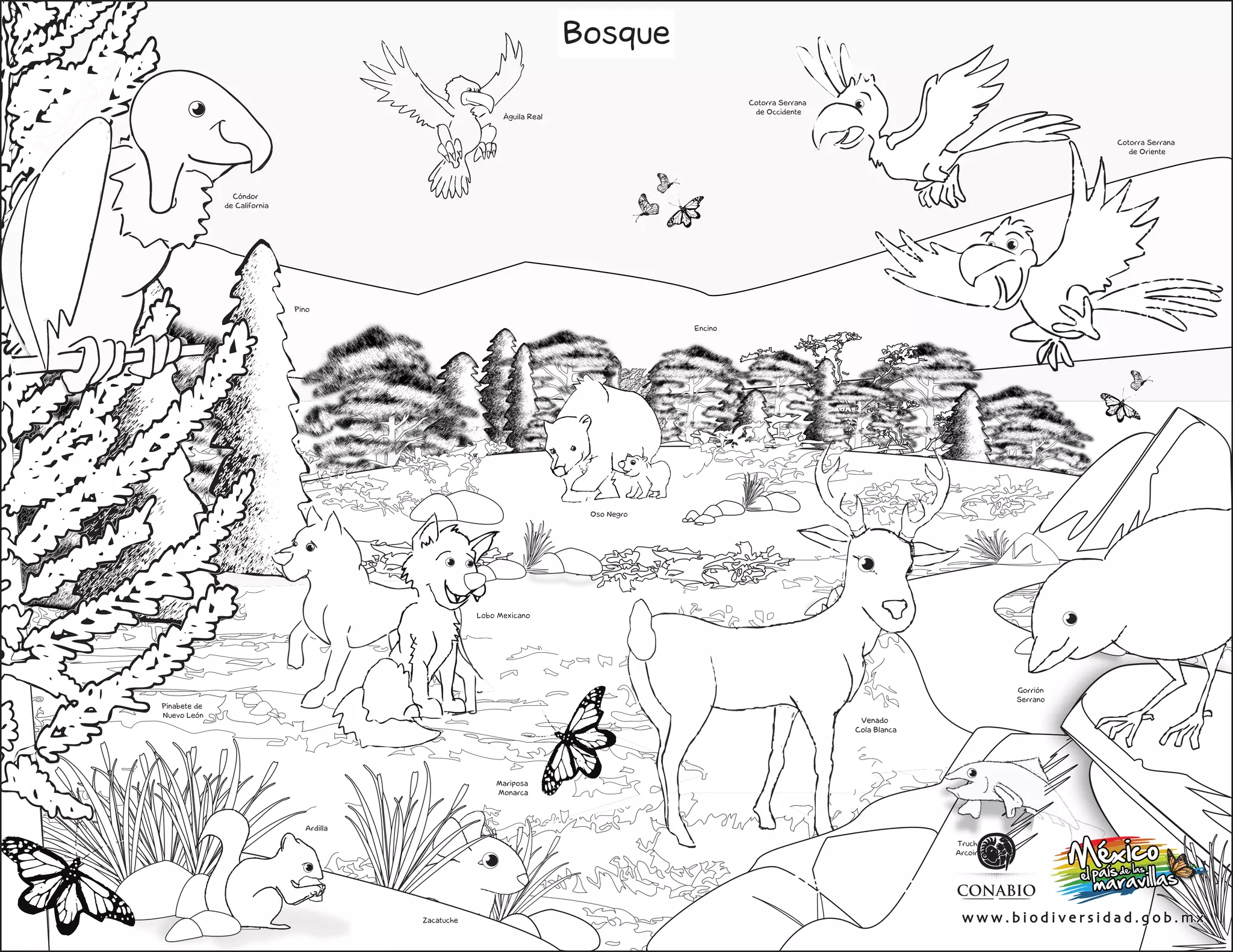 Animales y-su-habitat-para-colorear (1) | PDF