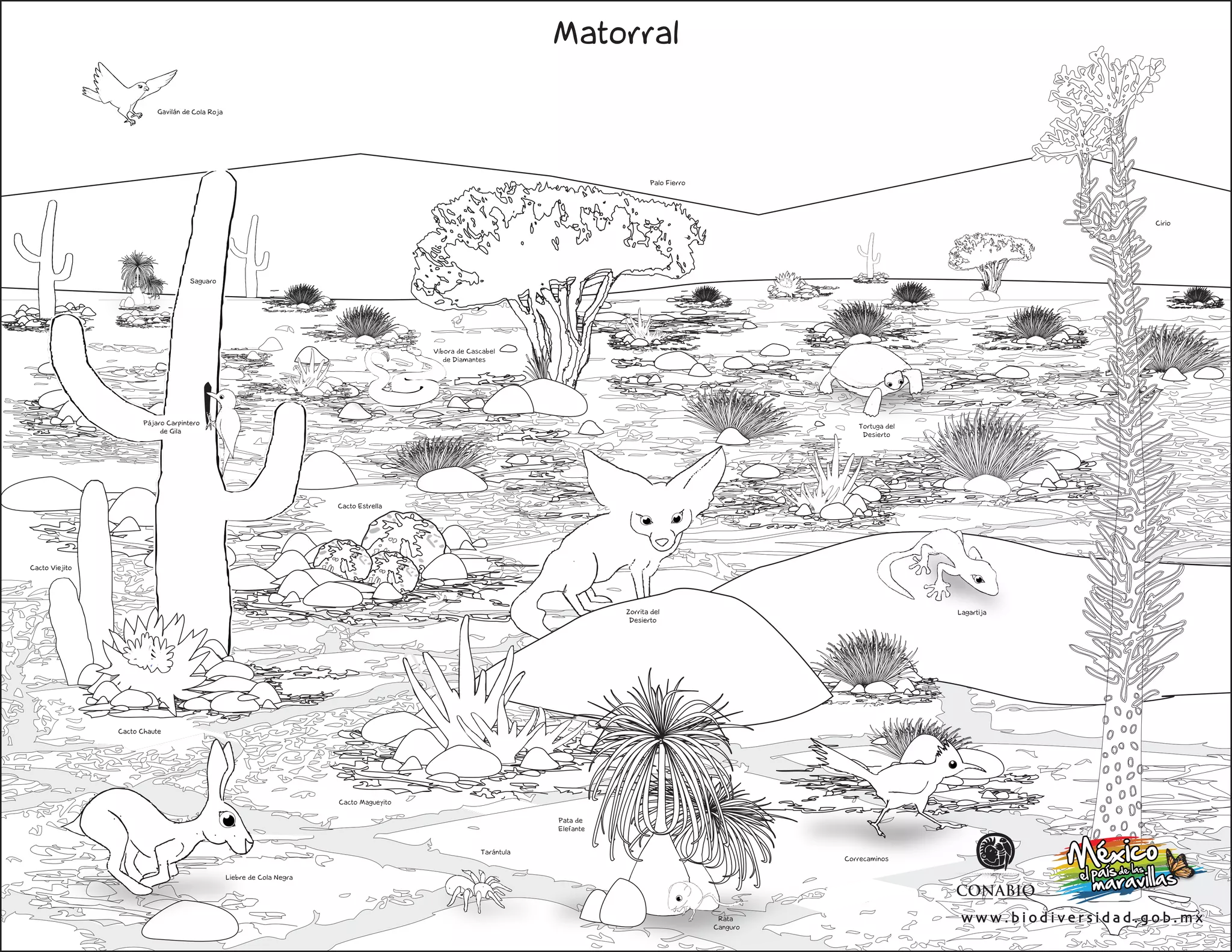 Animales y-su-habitat-para-colorear (1) | PDF | Zoos & Aquariums ...