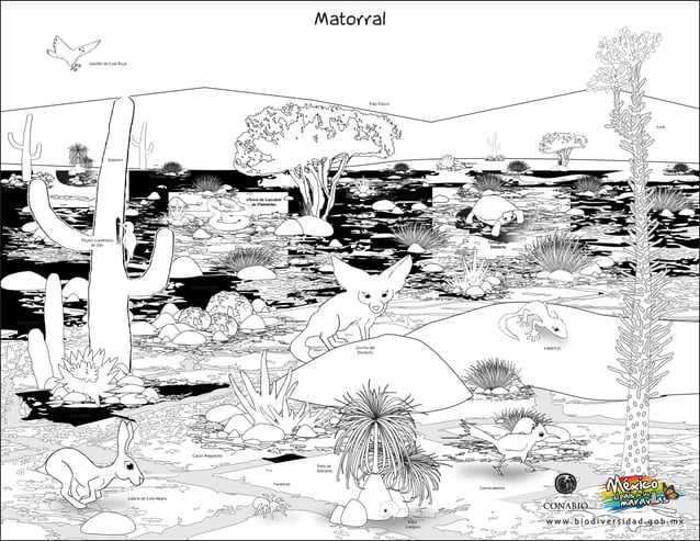 Animales y-su-habitat-para-colorear (1) | PDF | Zoos & Aquariums ...