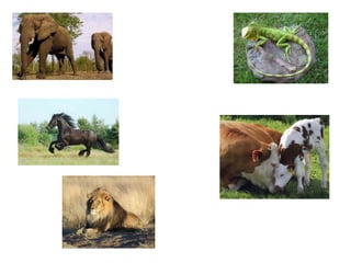 Animales habitat | PPTX | Geography | Science