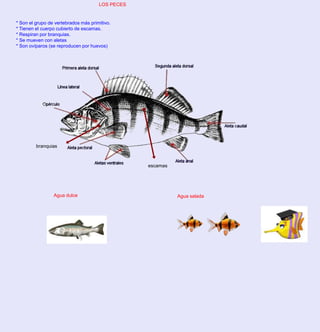 Animales 4 primaria | PPTX