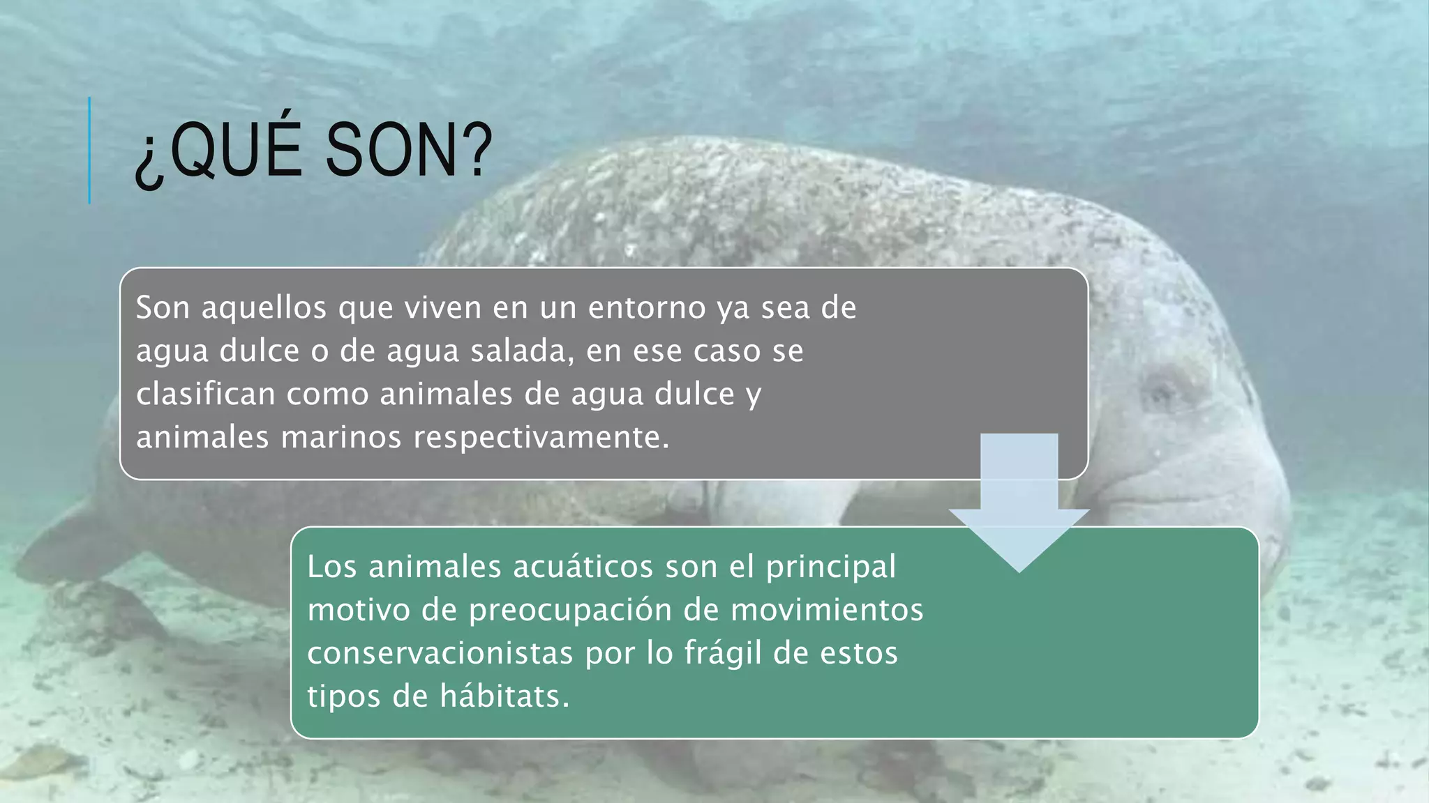 Animales acuaticos | PPTX | Fish and Aquariums | Pets